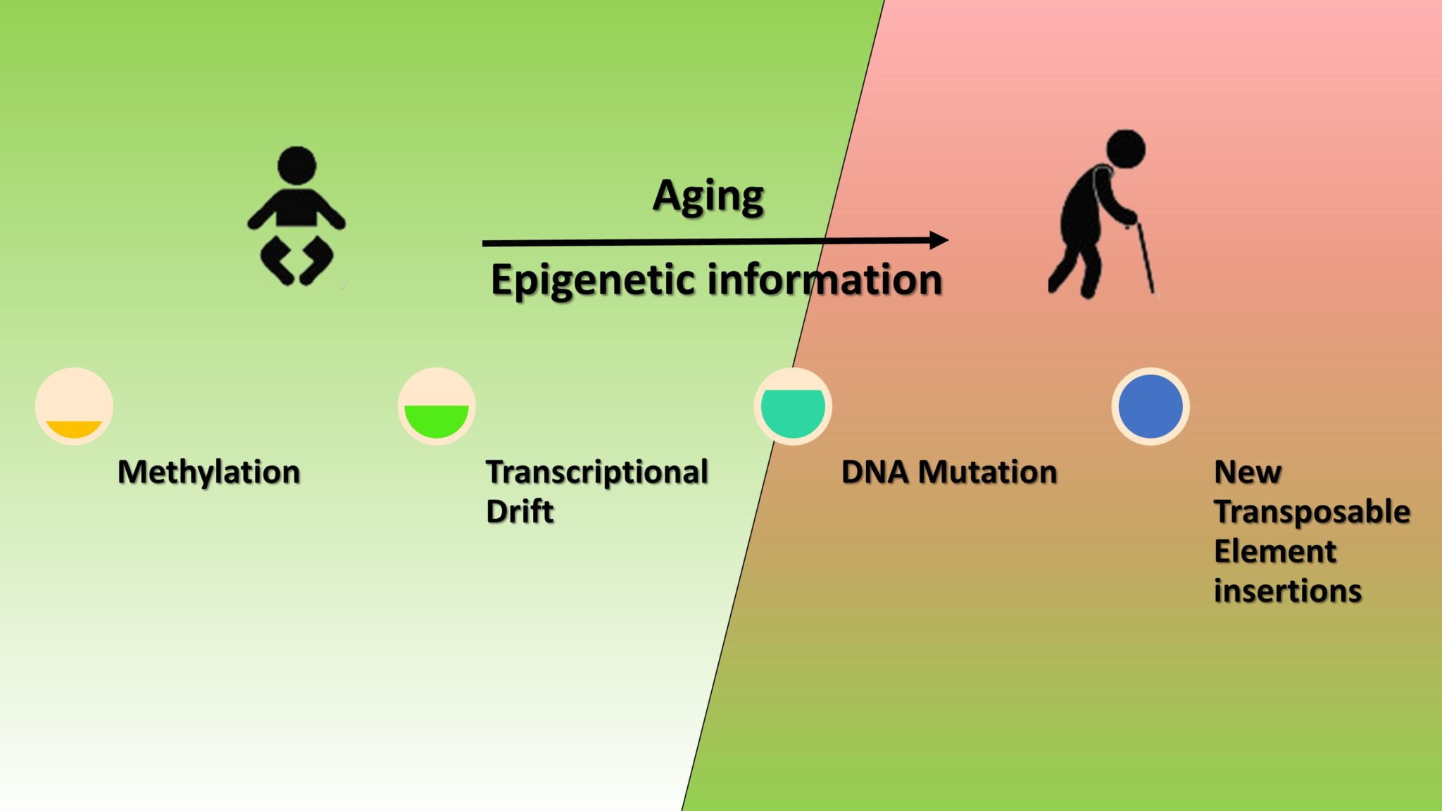 20 Ways to Prevent Epigenetic Changes and Slow Down Ageing