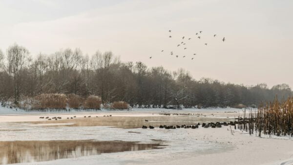 20 Major Environmental Movements of the World