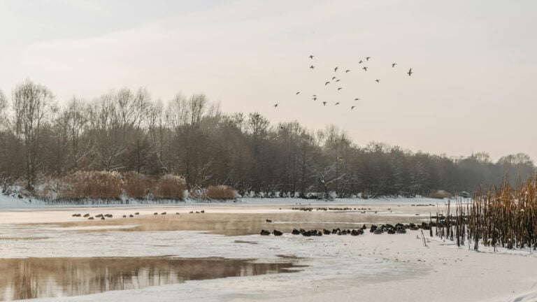 20 Major Environmental Movements of the World