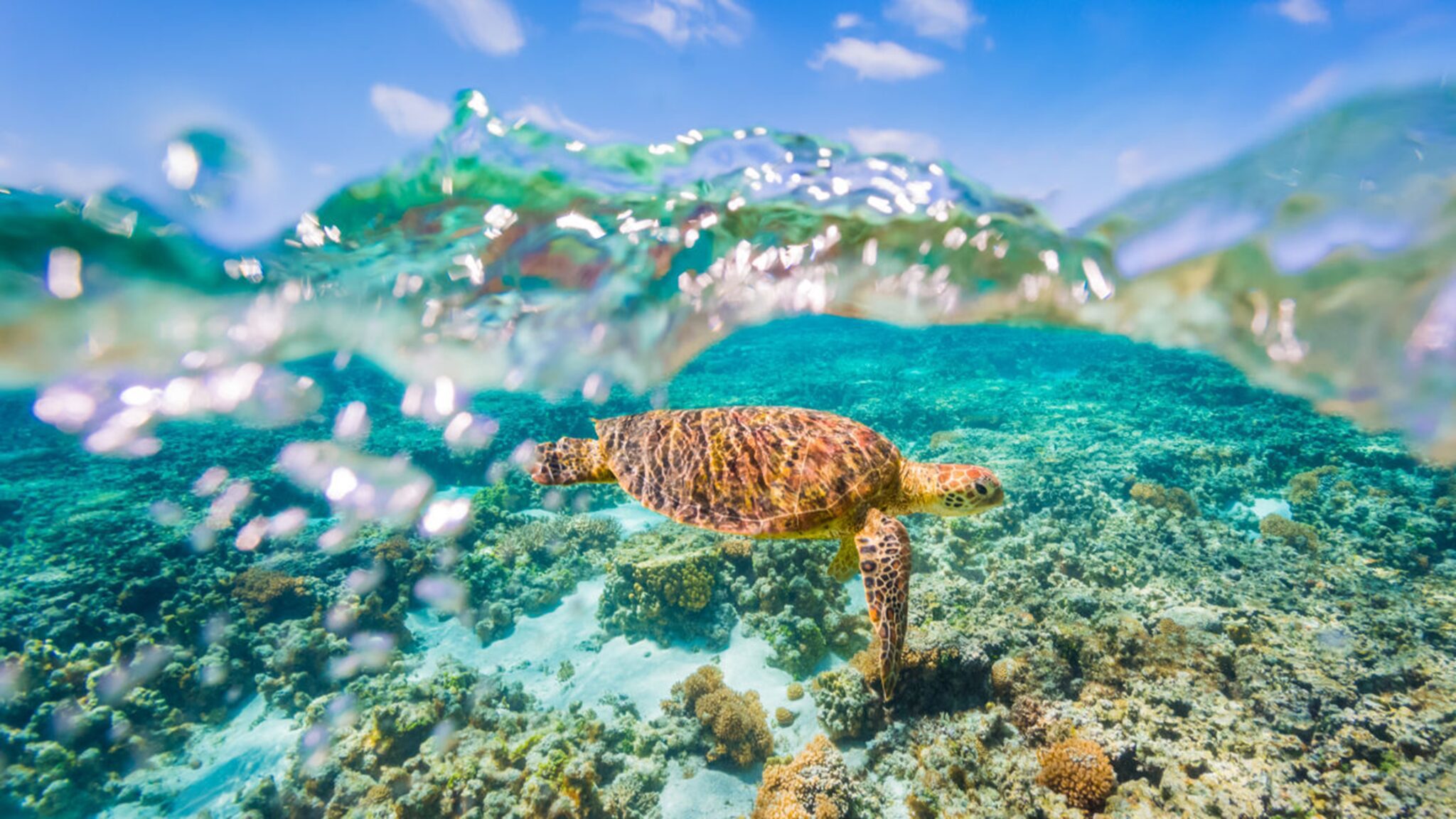 20 Major Environmental Movements of the World