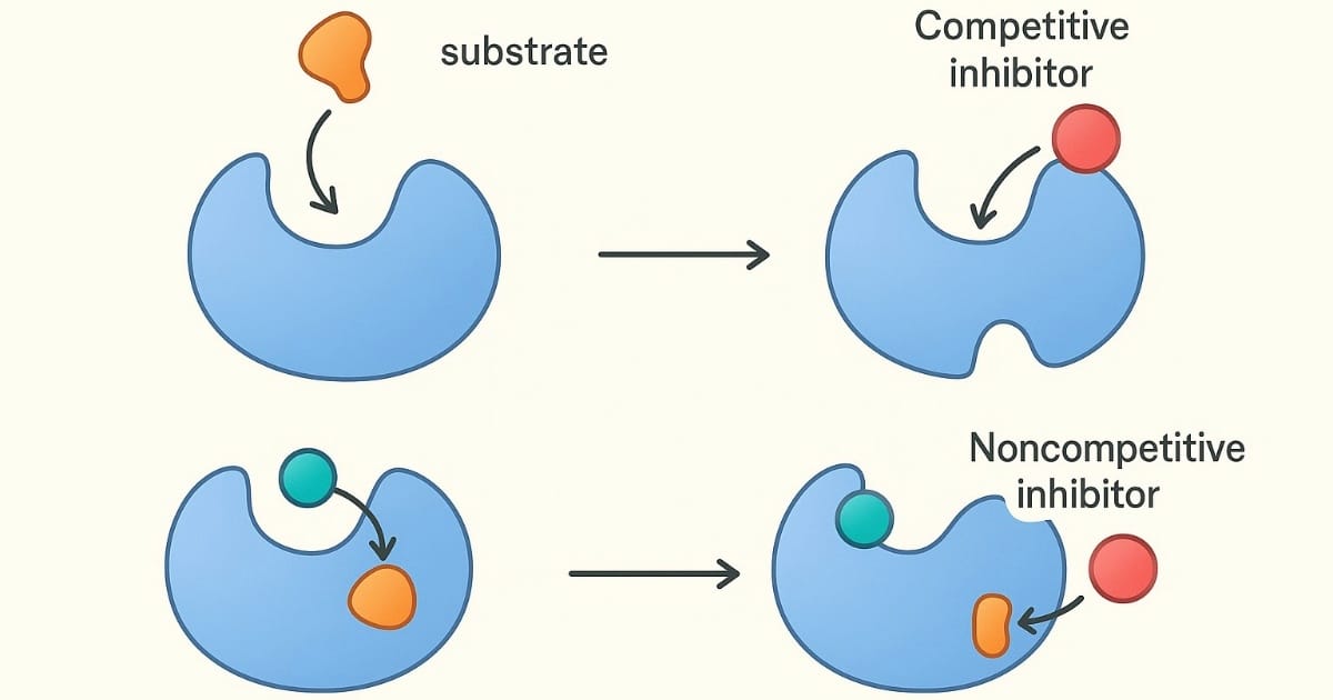 Enzyme Kinetics and Catalysis Basics: Important MCQs